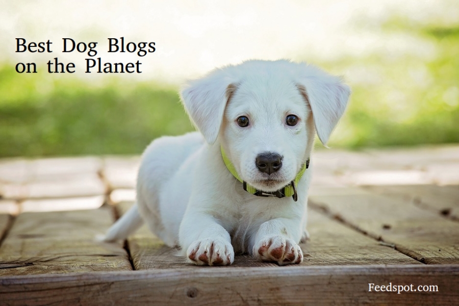 100 Best Dog Blogs to Follow in 2026