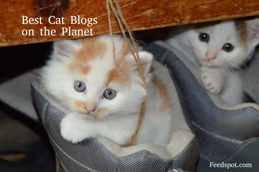 100 Best Cat Blogs to Follow in 2026