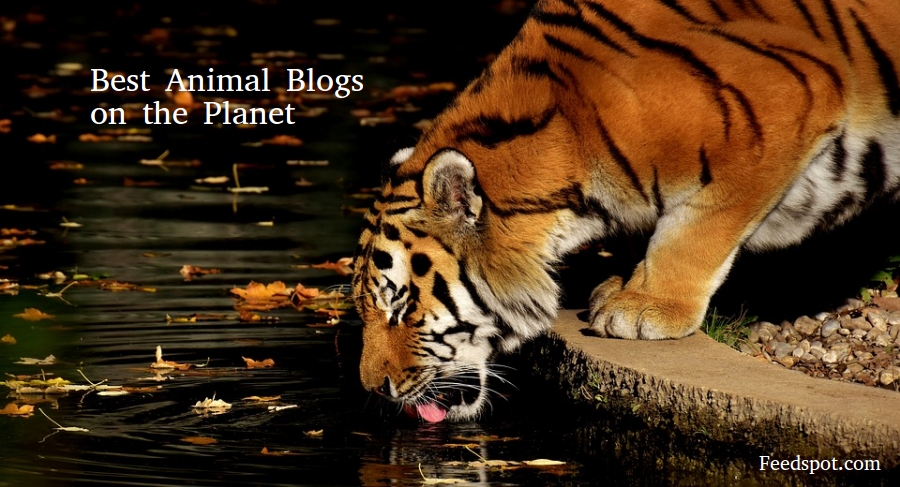 90 Best Animal Blogs and Websites in 2026