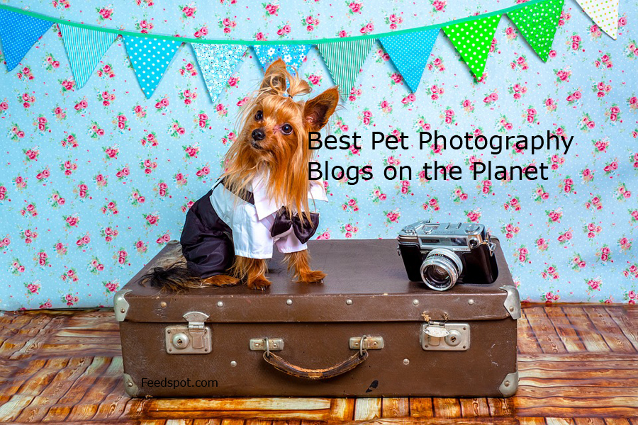 60 Best Pet Photography Blogs to Follow in 2026