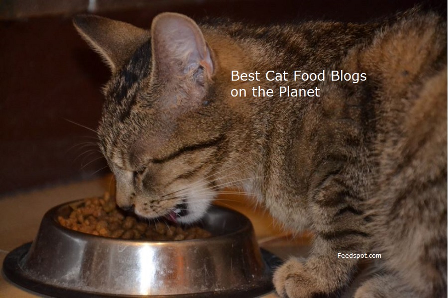 15 Best Cat Food Blogs and Websites in 2026