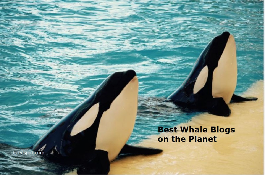 35 Best Whale Blogs and Websites in 2025