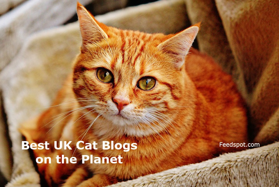 25 Best UK Cat Blogs to Follow in 2026