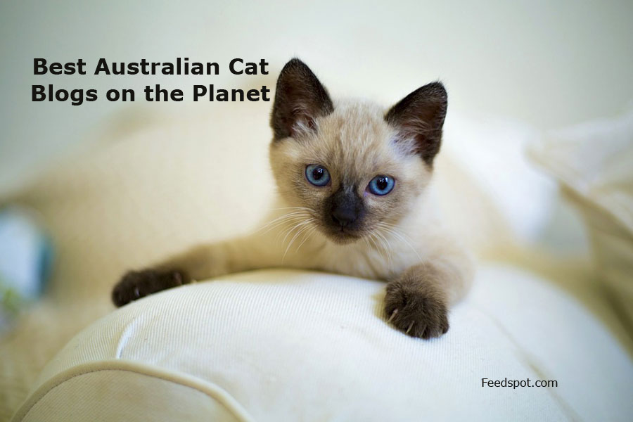10 Best Australian Cat Blogs and Websites in 2026