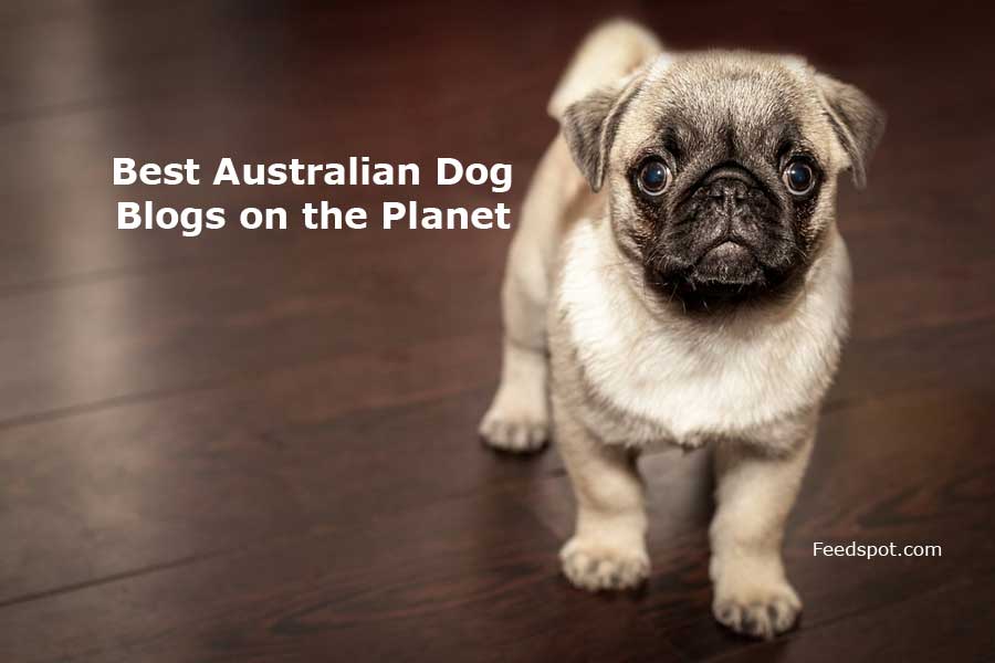 10 Best Australian Dog Blogs and Websites in 2025