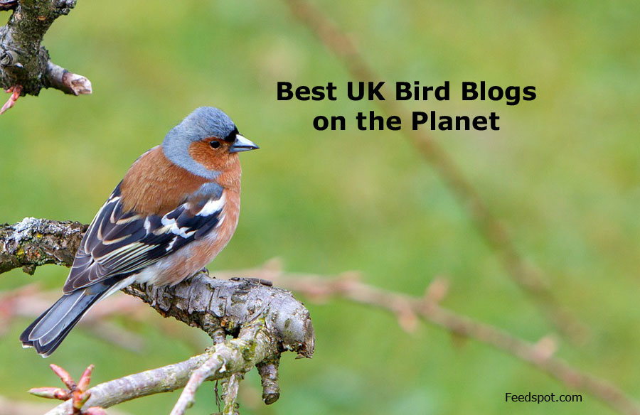 10 Best UK Bird Blogs to Follow in 2026