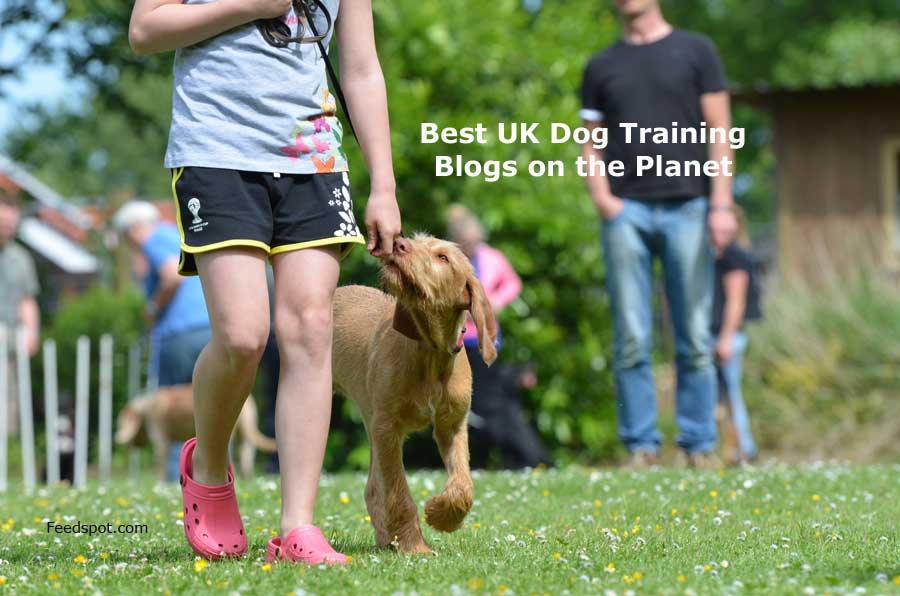 30 Best UK Dog Training Blogs to Follow in 2026