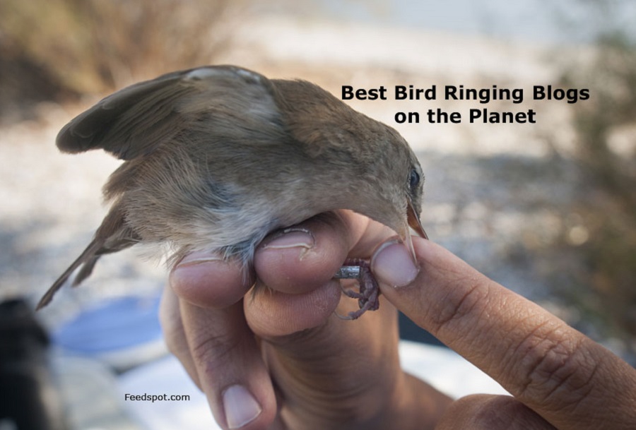 15 Best Bird Ringing and Bird Banding Blogs & Websites To Follow in 2025