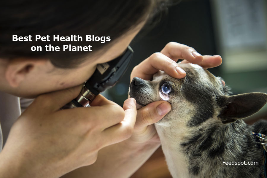 20 Best Pet Health Blogs to Follow in 2026