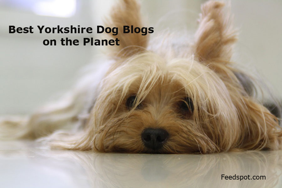 10 Best Yorkshire Dog Blogs to Follow in 2026