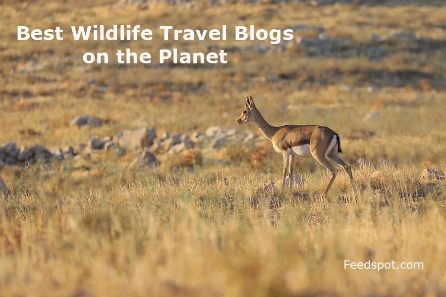 5 Best Wildlife & Nature Travel Blogs & Websites in 2025