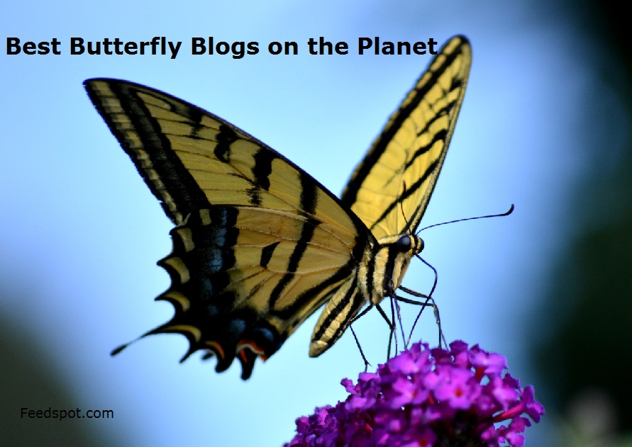 15 Best Butterfly Blogs to Follow in 2026
